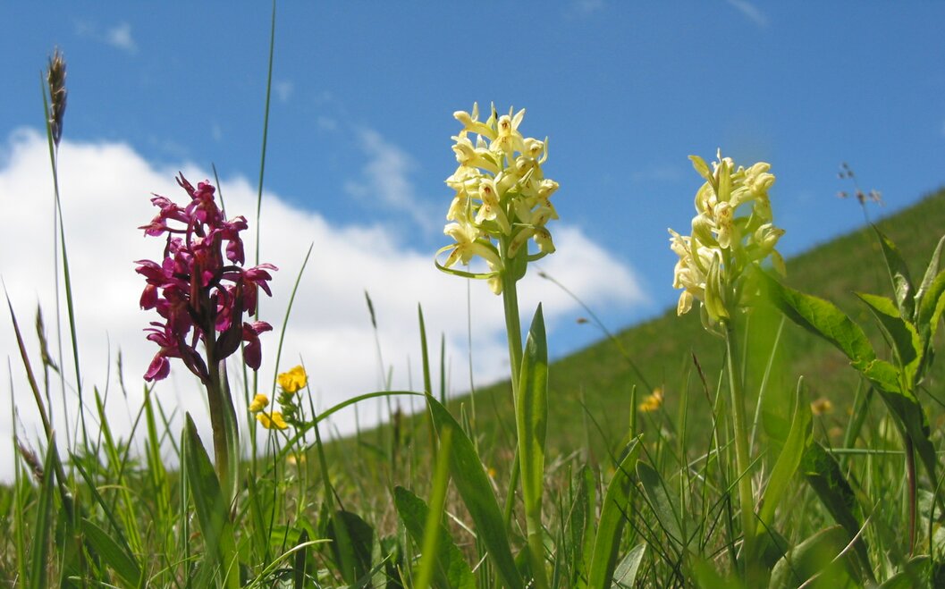 Die Mussen im Lesachtal