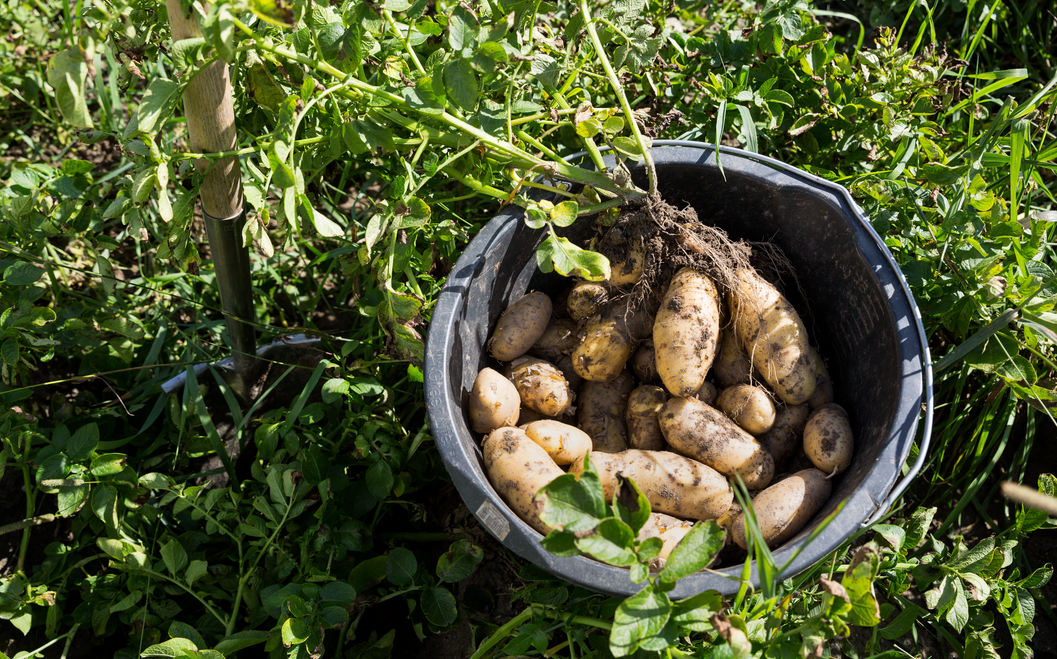 Potato tower | Slow-Food-Travel